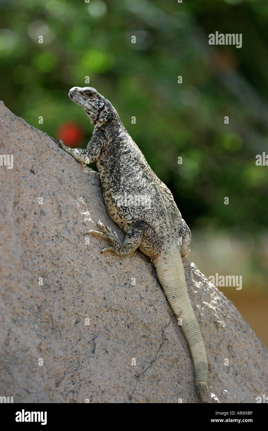 Native to sonora hi-res stock photography and images - Alamy