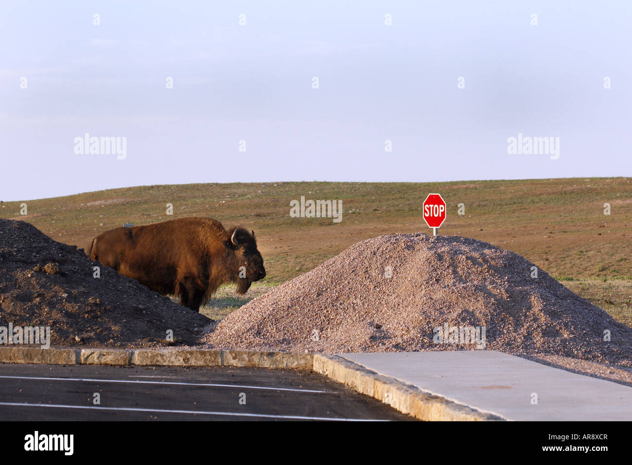 A North American bison appeared to be stop by a stop sign in a ...