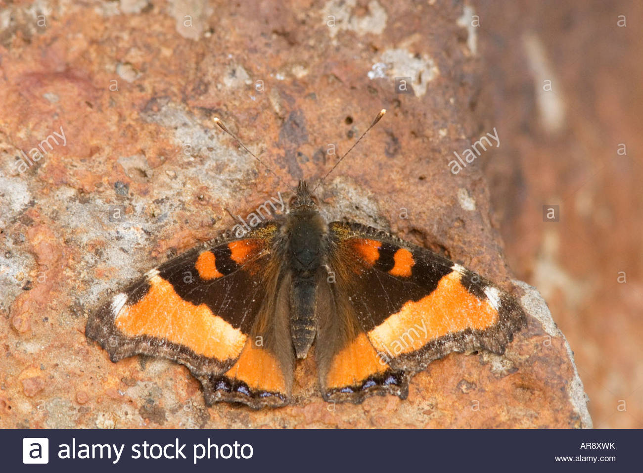 Milbert High Resolution Stock Photography and Images - Alamy