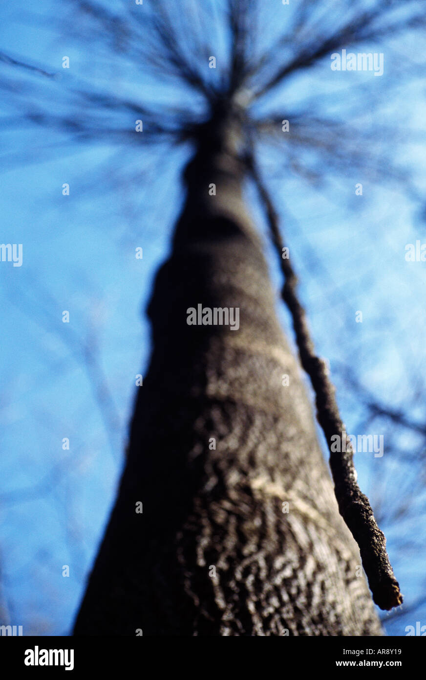 Looking up at a majestic tree with a rope-like vine hanging within ...