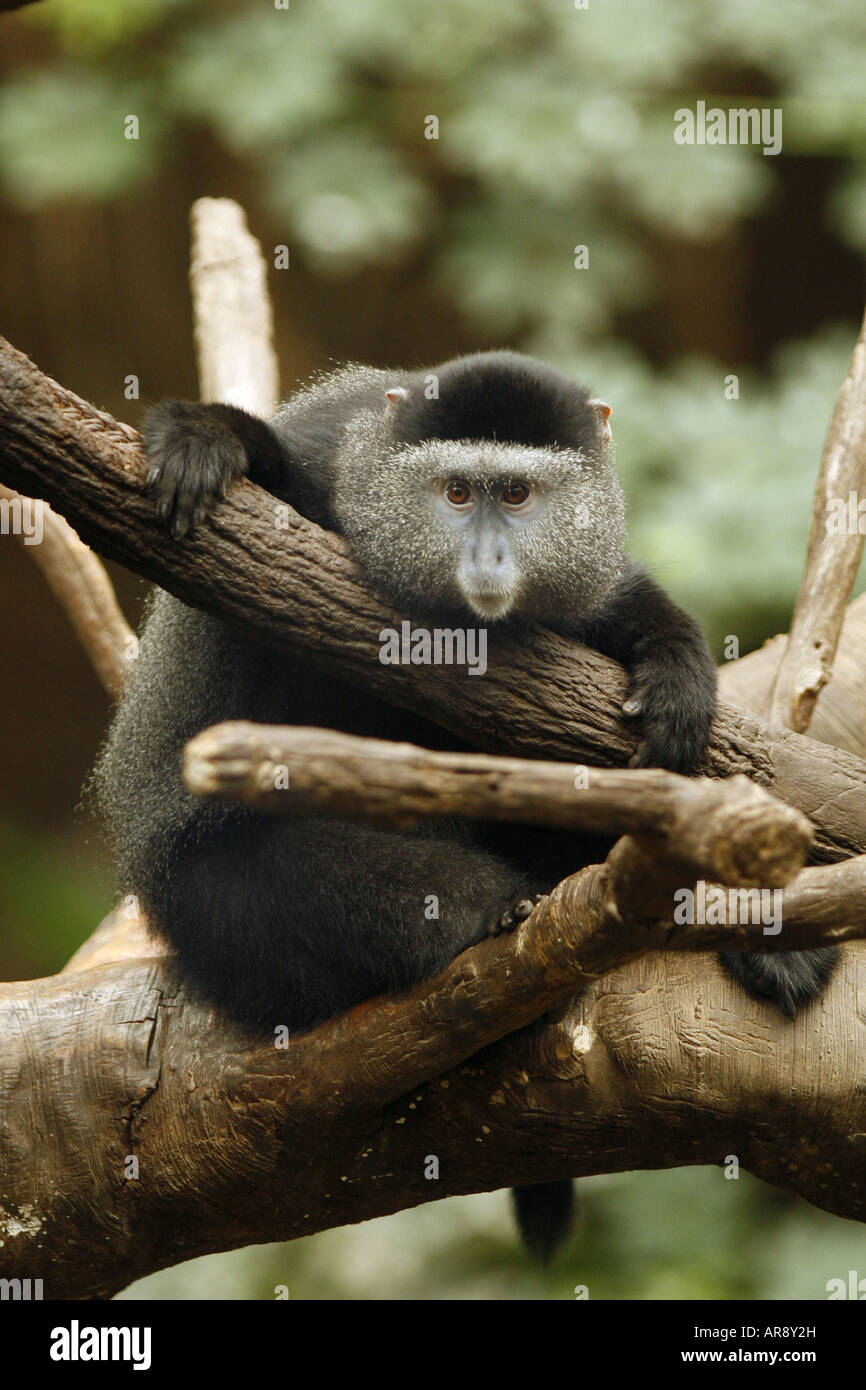 Congo jungle tree canopy hi-res stock photography and images - Alamy