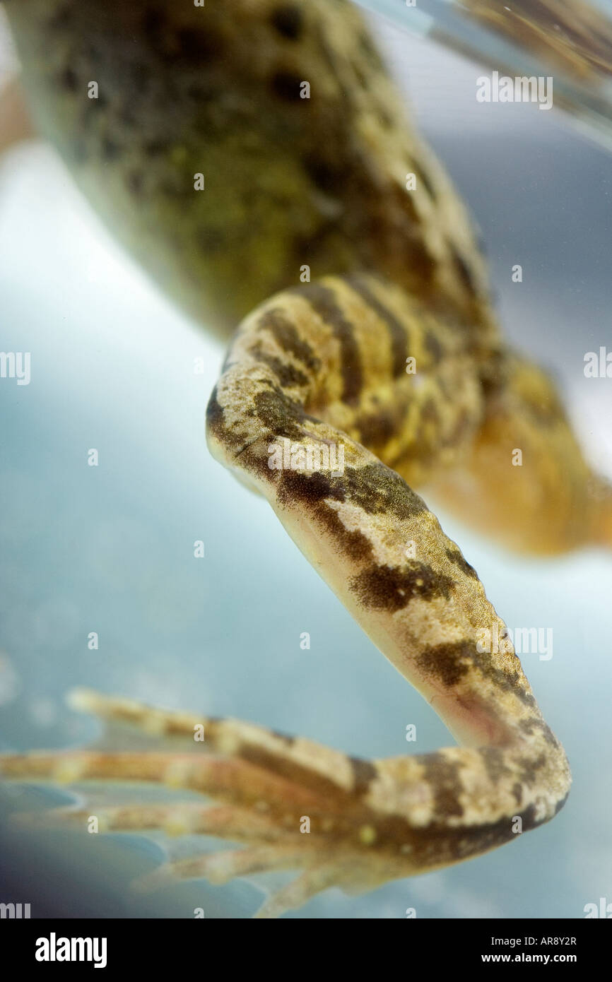 Blue leg frog hi-res stock photography and images - Alamy