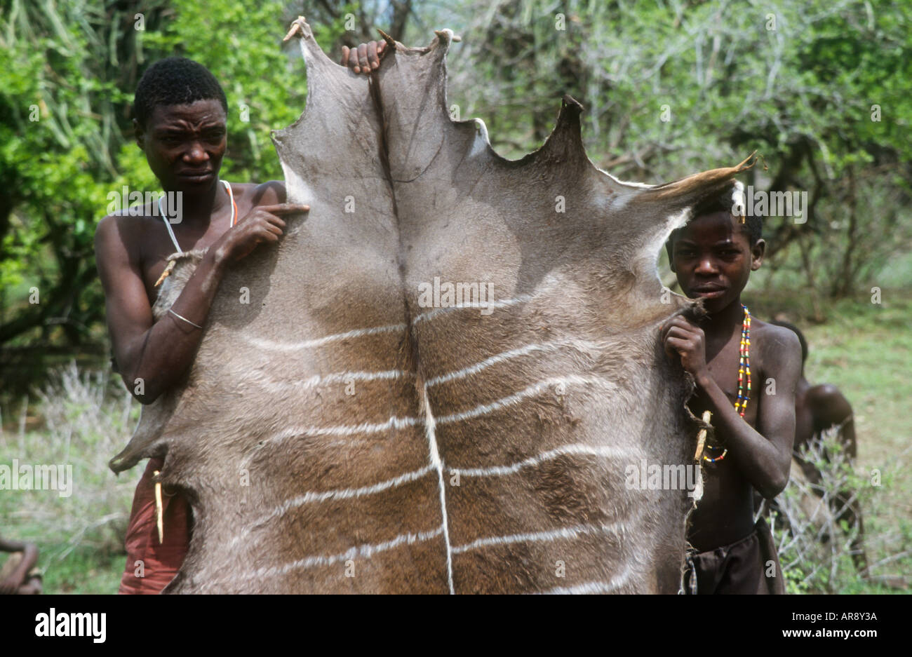 Lesser kudu young hi-res stock photography and images - Alamy