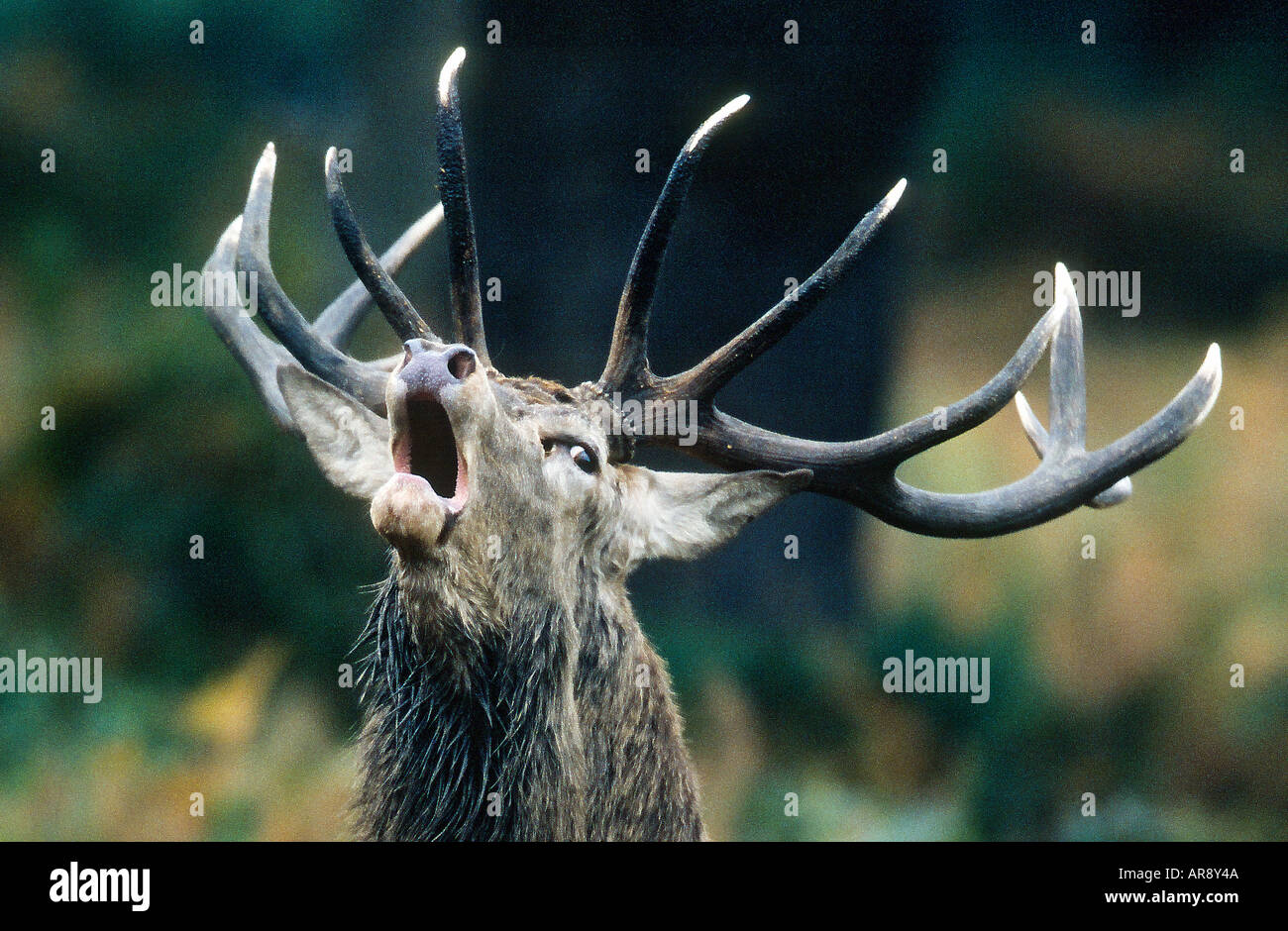 Headshot red stag roaring in the rut Stock Photo - Alamy