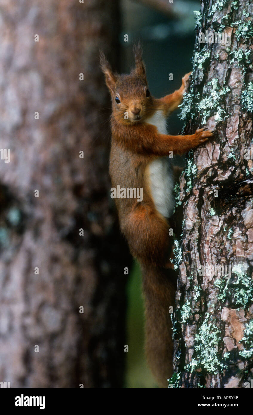 Mammal rodent squirrel scotland hi-res stock photography and images - Alamy