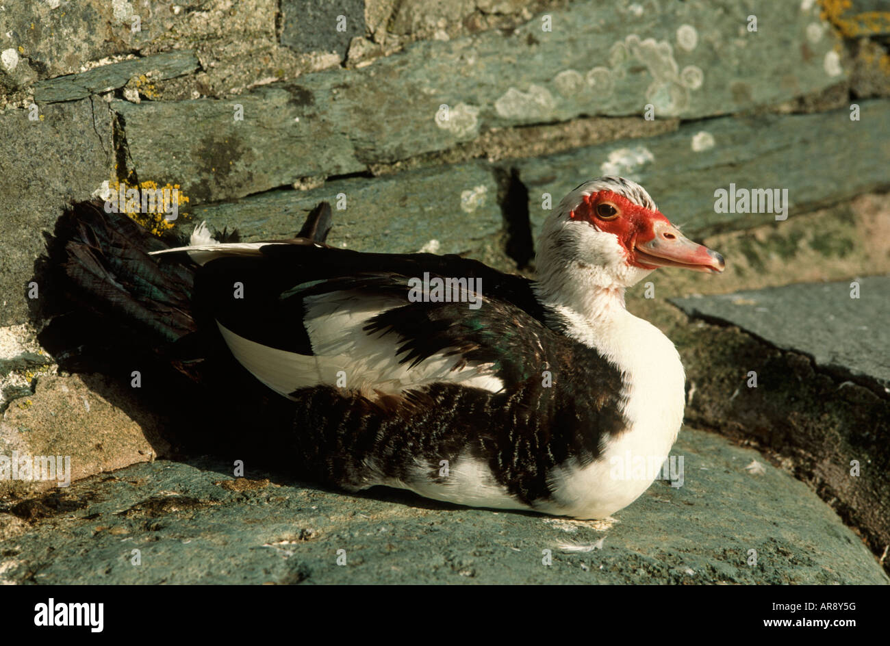 Duck with large bill hi-res stock photography and images - Alamy