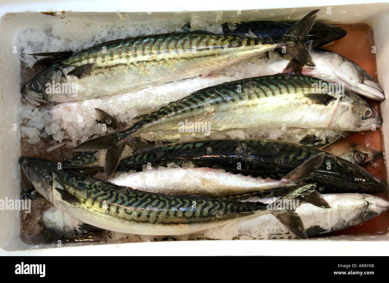 Fish market seafood omega 3 fishmonger produce food healthy ...