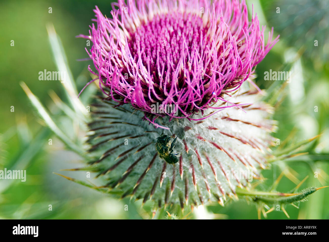 Bedraggled bee grappling with Woolly thistle Stock Photo - Alamy