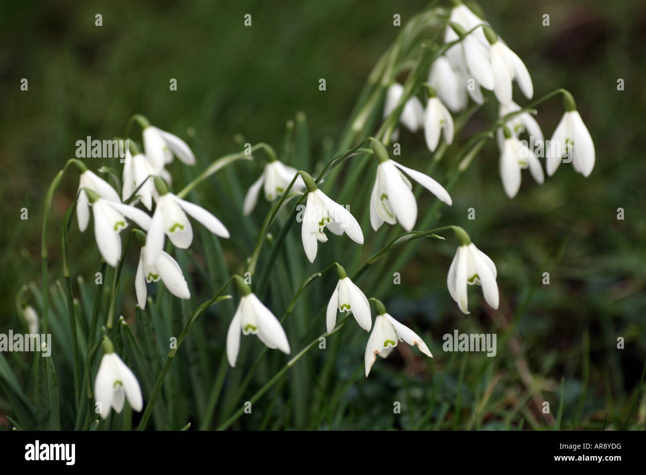 Snowdrops up close Stock Photo - Alamy
