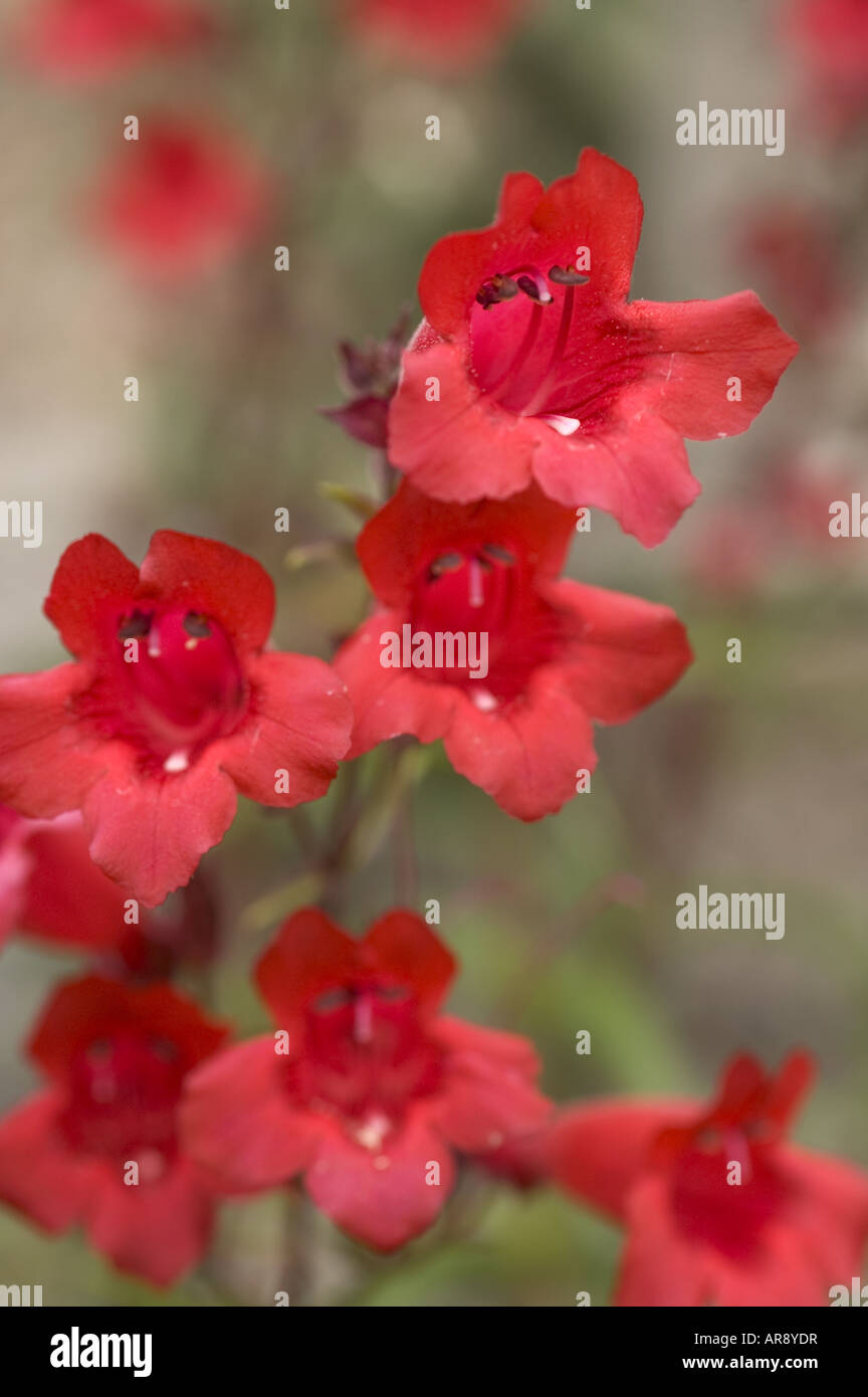 Penstemons hi-res stock photography and images - Alamy