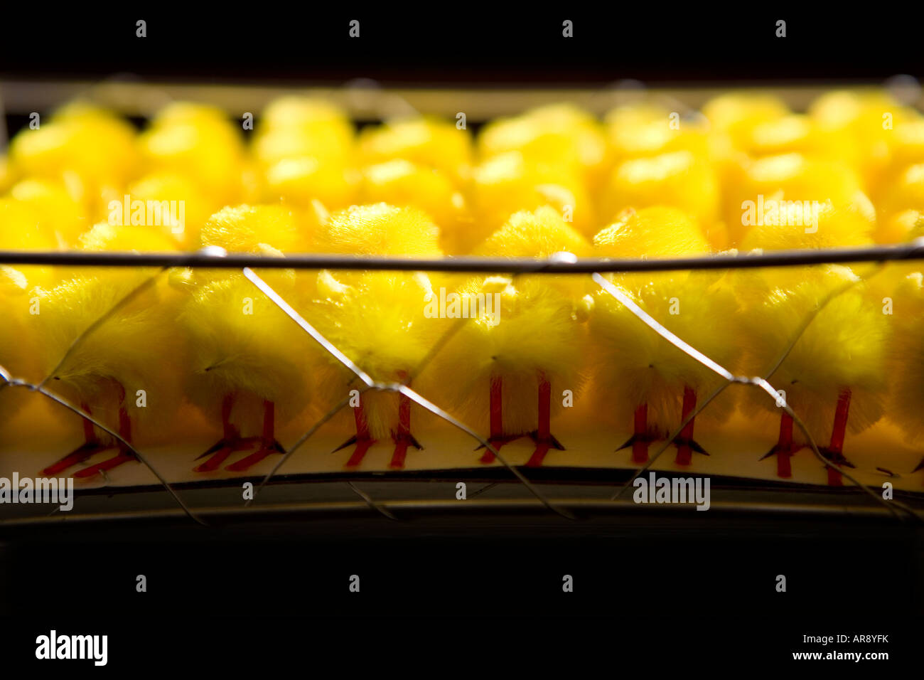 Army of Toy Easter Chicks in a Chicken wire cage Stock Photo - Alamy
