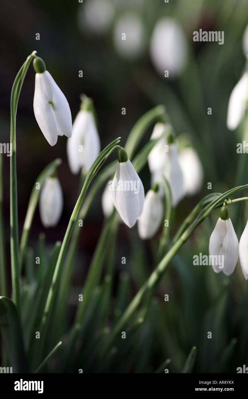 Snowdrops up close Stock Photo - Alamy