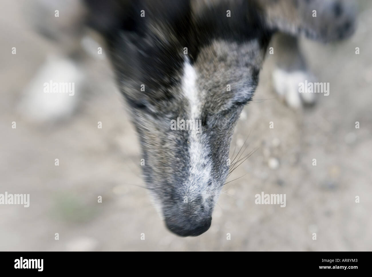 Head and paws of a Catahoula dog a breed from Louisiana used as working ...