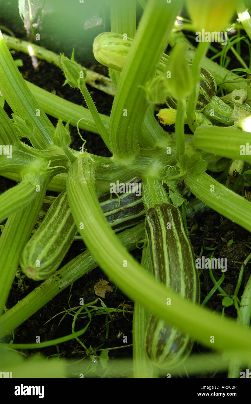 Marrow Plant in Garden Stock Photo - Alamy