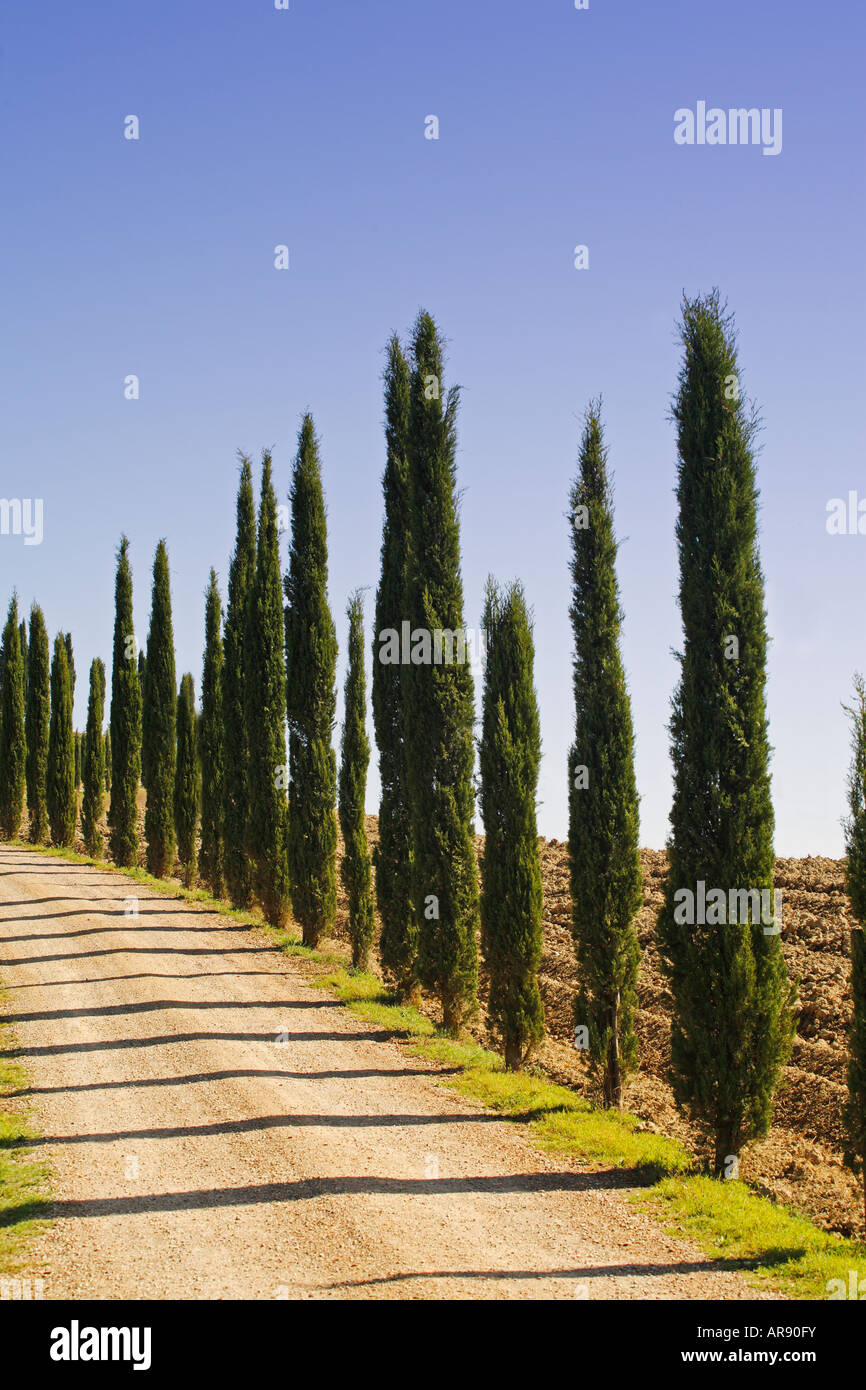 Cypress trees along a road in Tuscan countryside, Italy Stock Photo - Alamy