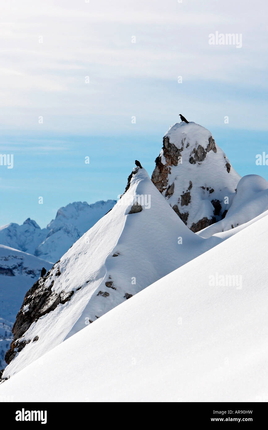Mountain top bird hi-res stock photography and images - Alamy