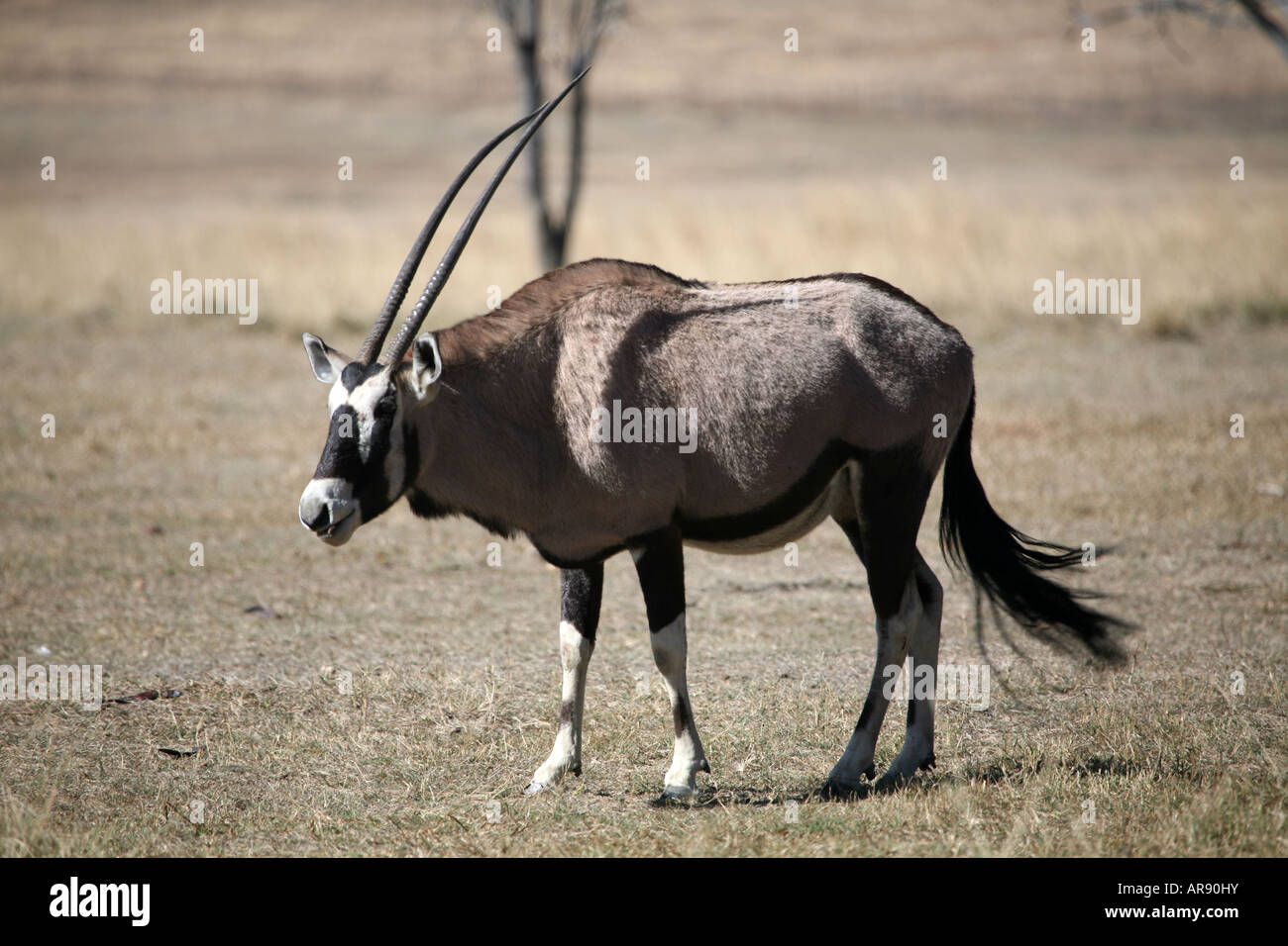 Gemsbok standing and eating seed pods with trees in the background ...