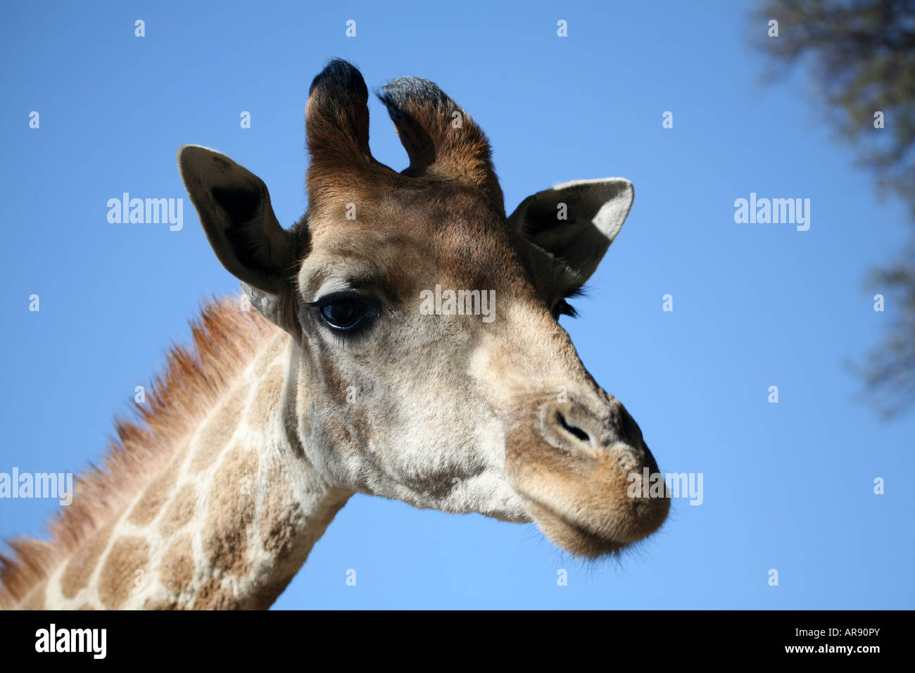 head shot of a Giraffe Stock Photo - Alamy