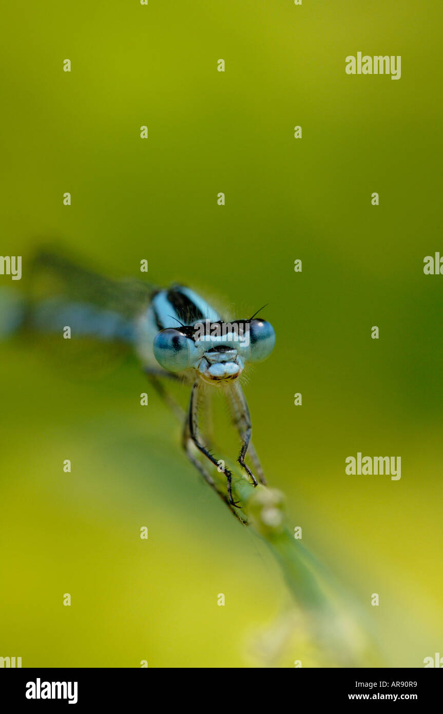 Head on view of Common blue Damselfly Stock Photo - Alamy
