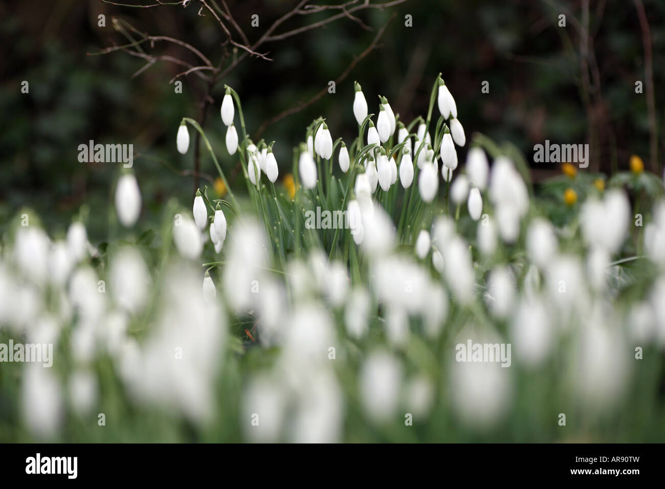 Snowdrops up close Stock Photo - Alamy