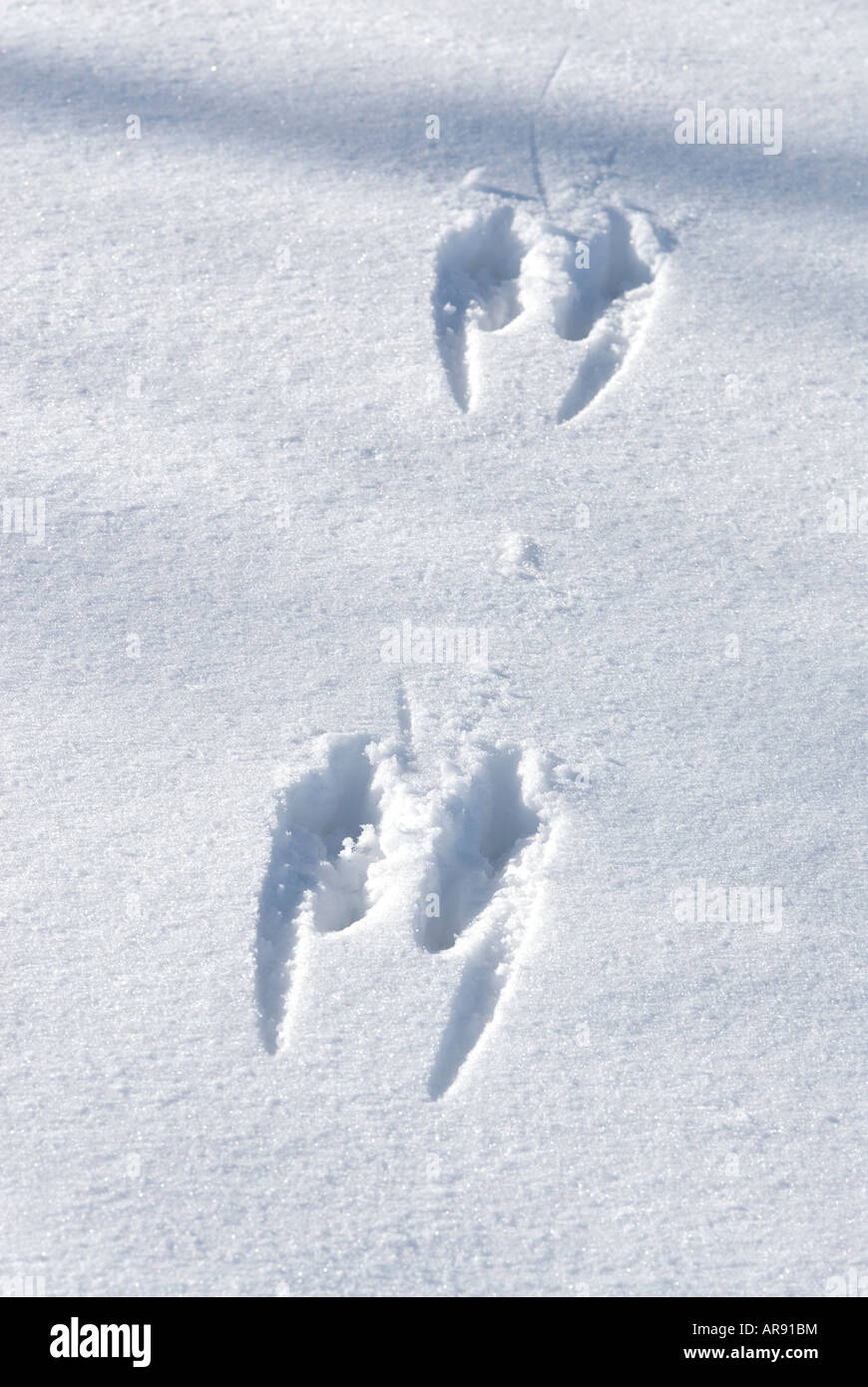 Cloven hoof snow tracks hi-res stock photography and images - Alamy