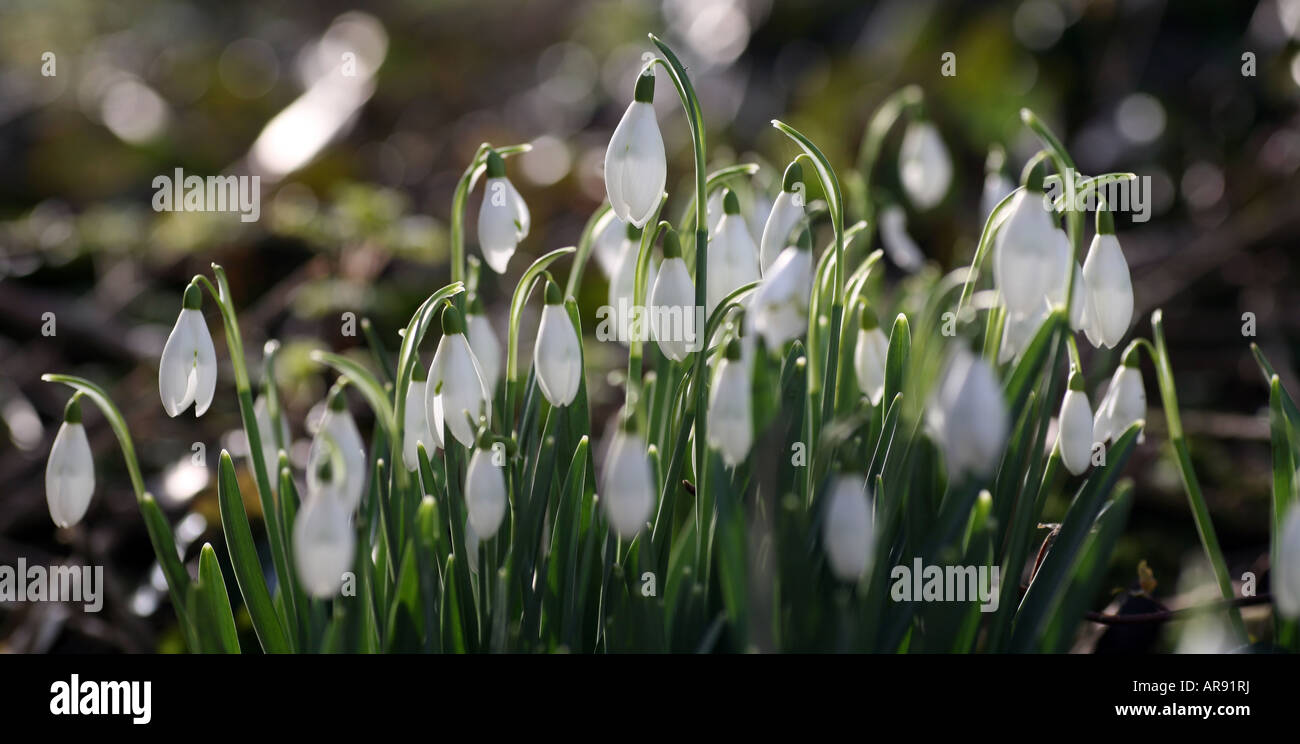 Snowdrops up close Stock Photo - Alamy