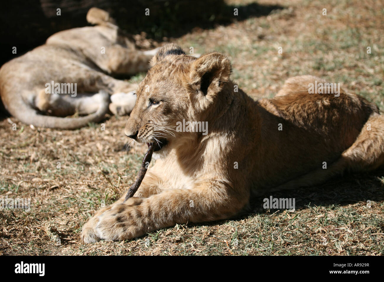 Lion cub eating hi-res stock photography and images - Alamy