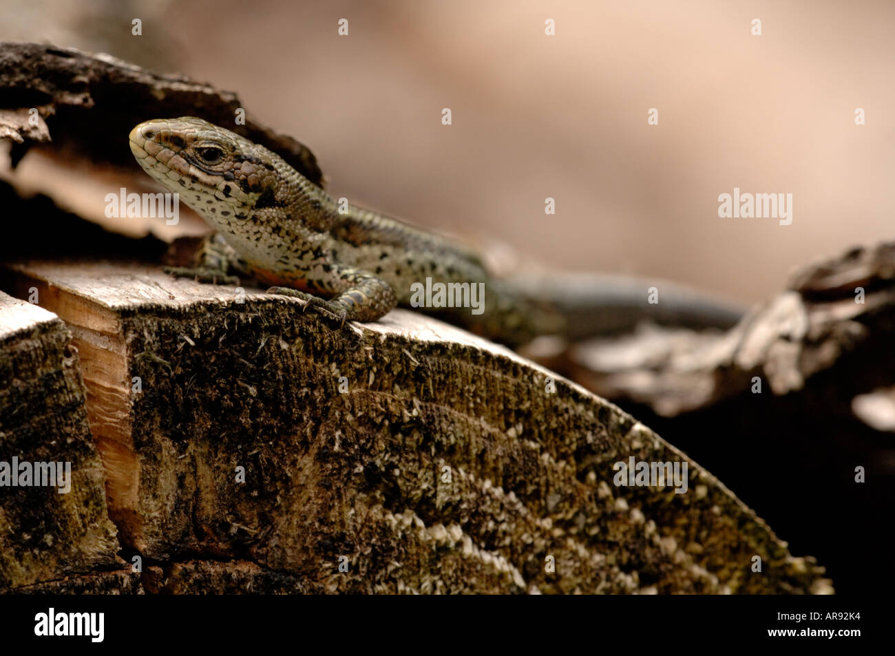 Common Lizard basking in sun Stock Photo - Alamy