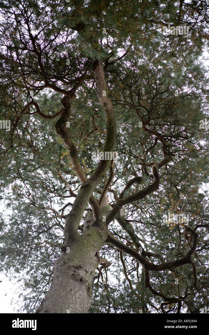 looking up into a tree Stock Photo - Alamy