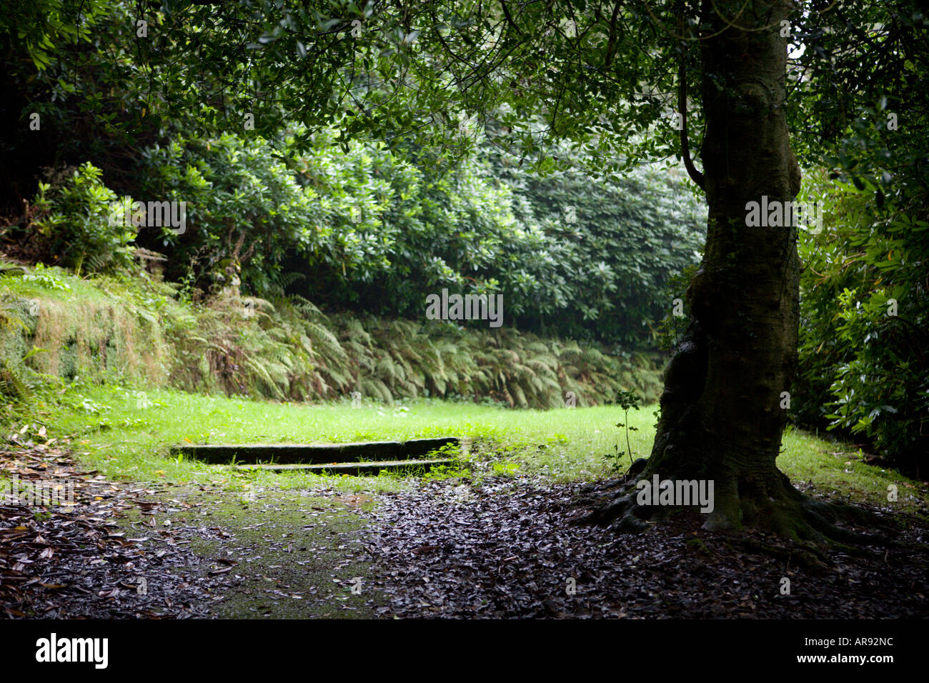 landscape. two steps in this peacefull land leafs in front on the floor ...