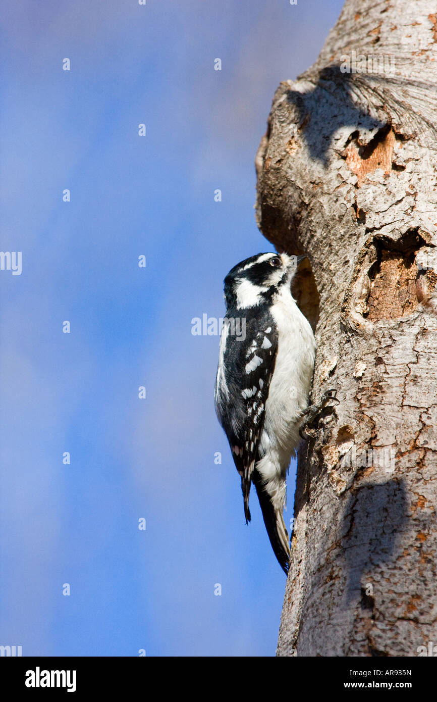 Downy female hi-res stock photography and images - Alamy