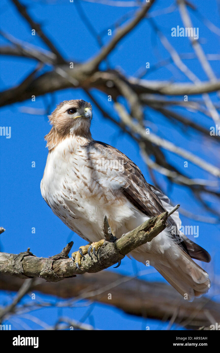 Red tailed Hawk Stock Photo - Alamy