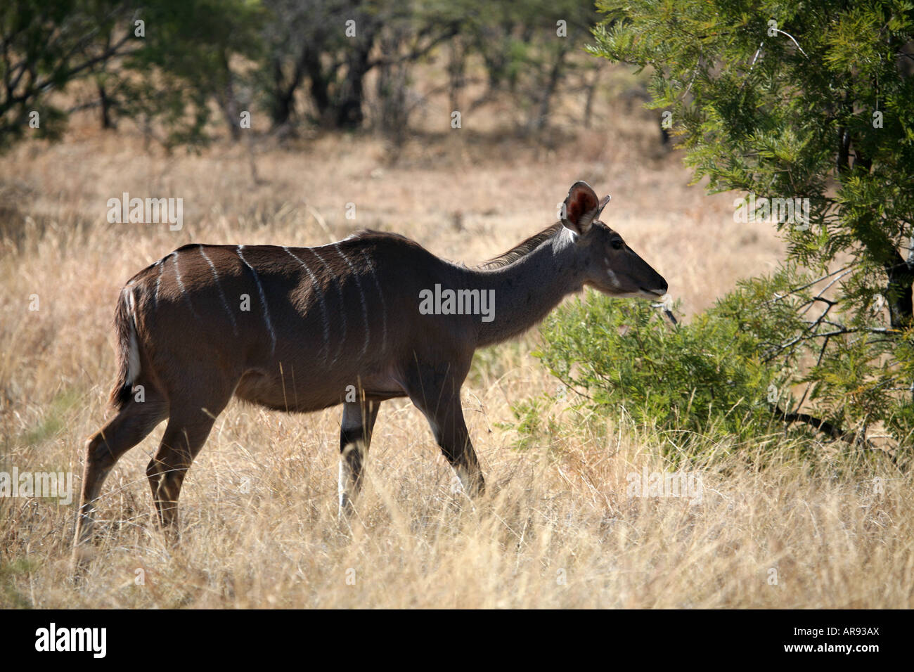 Kudu Female eating In the Bush Stock Photo - Alamy