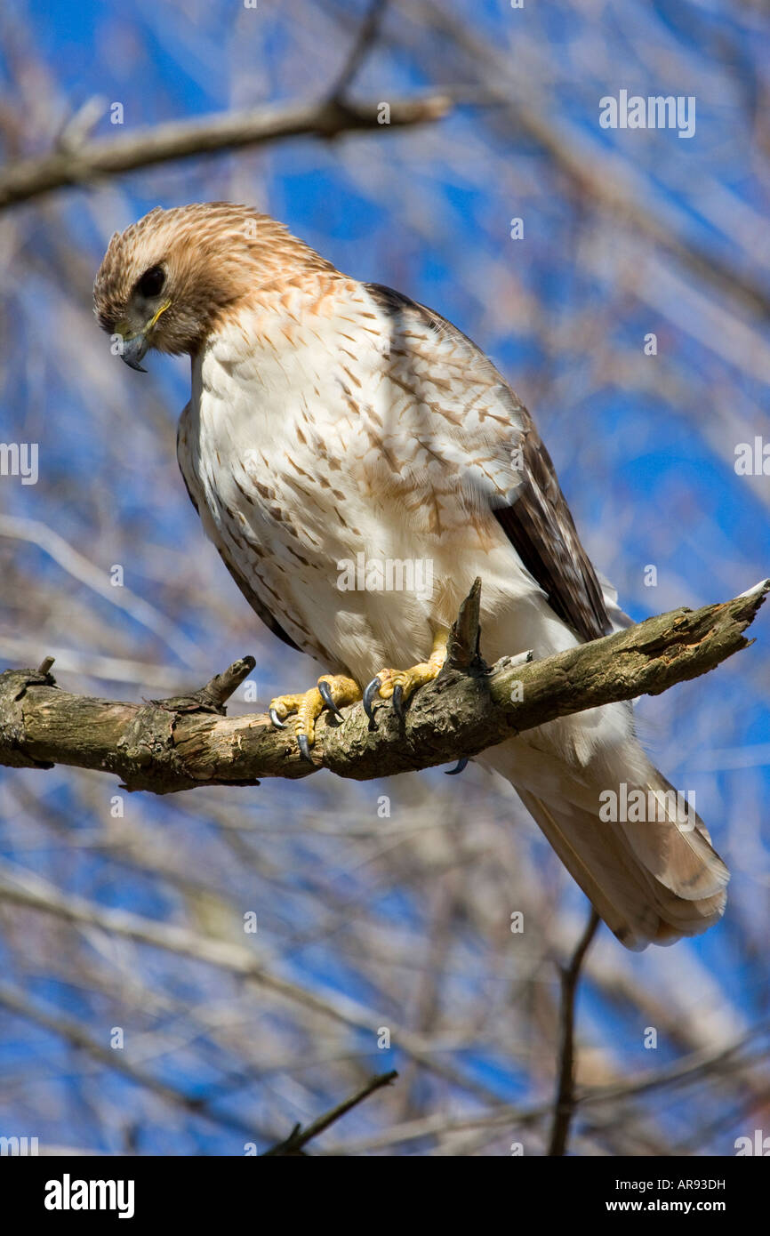 Redtailed hawk hi-res stock photography and images - Alamy