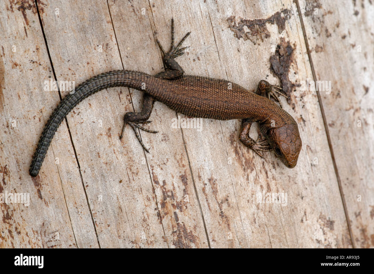 Juvenile Common Lizard basking Stock Photo - Alamy