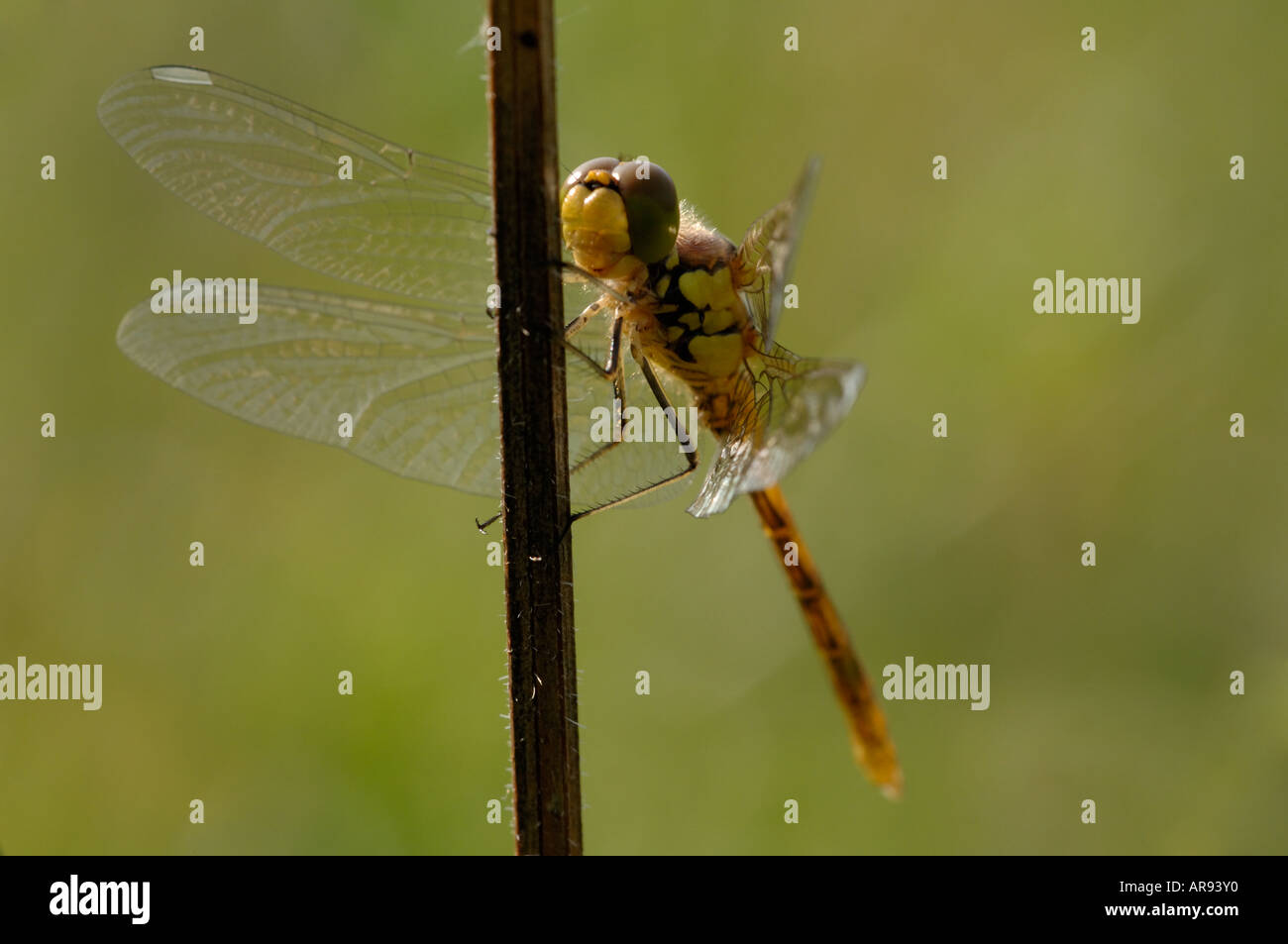 Female Common Darter Dragonfly Stock Photo - Alamy