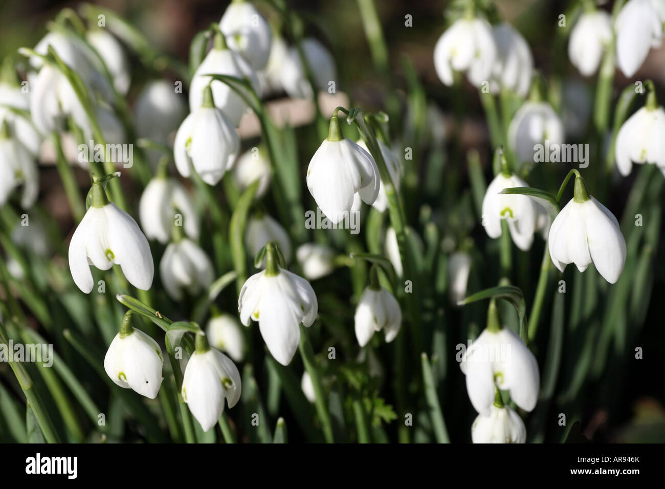 Snowdrops up close Stock Photo - Alamy