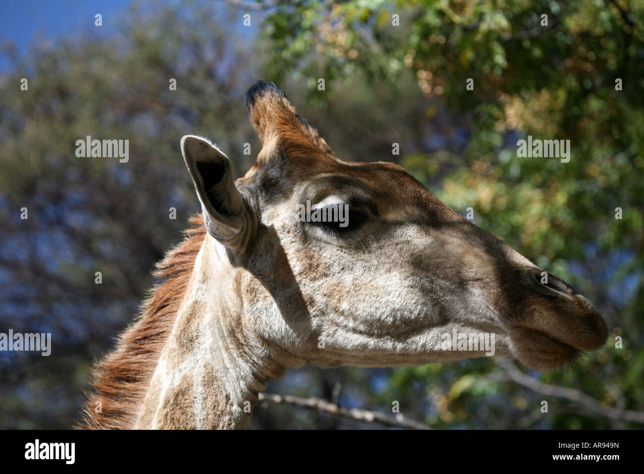 head shot of a Giraffe Stock Photo - Alamy