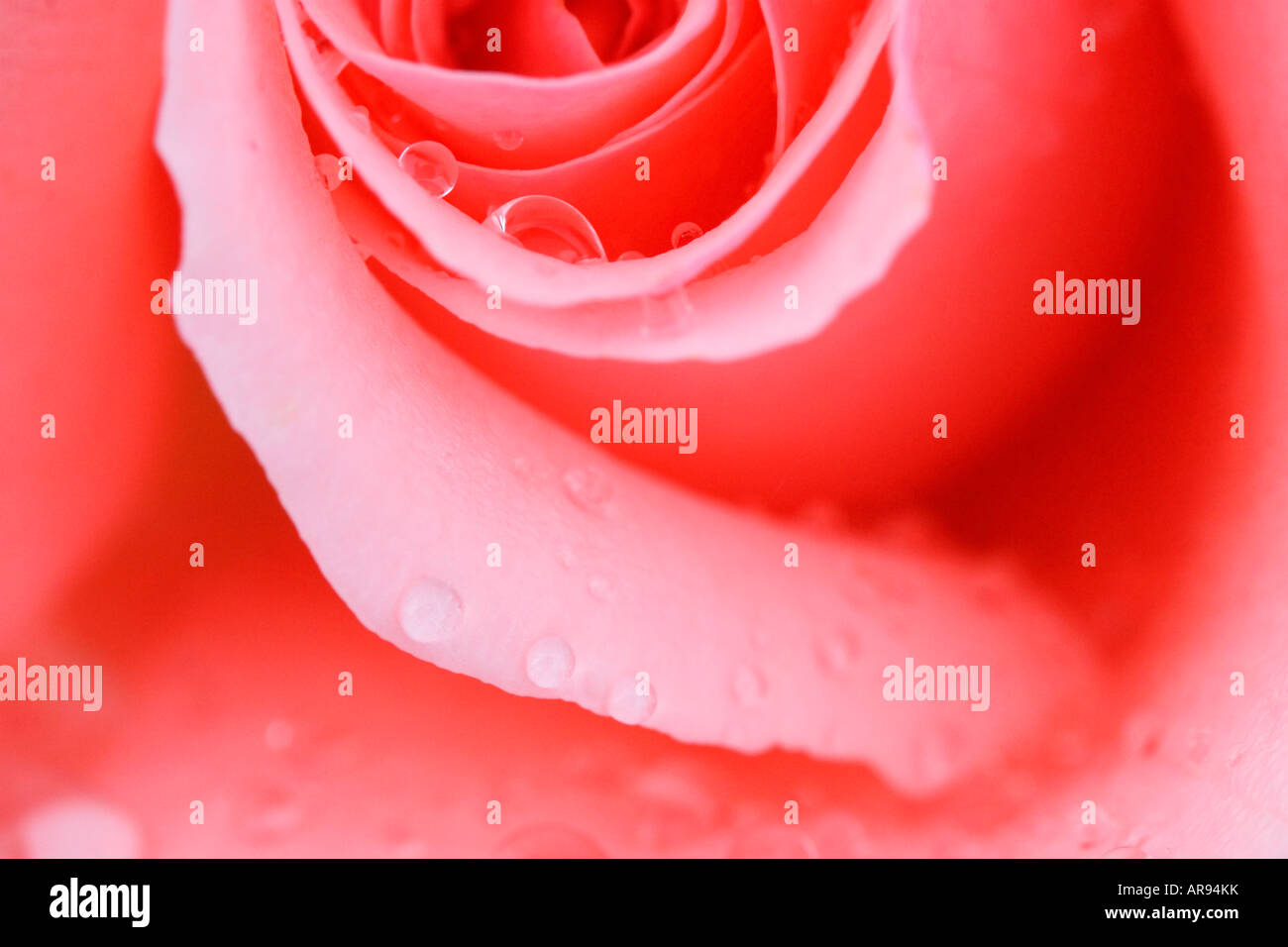 Rose when raining hi-res stock photography and images - Alamy
