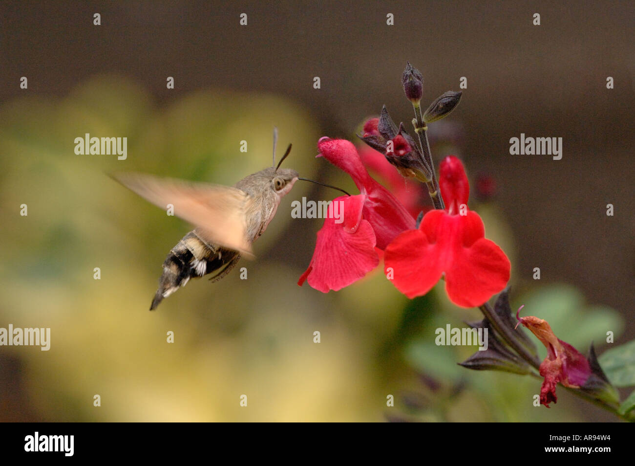 Moth Hummingbird Diagrams