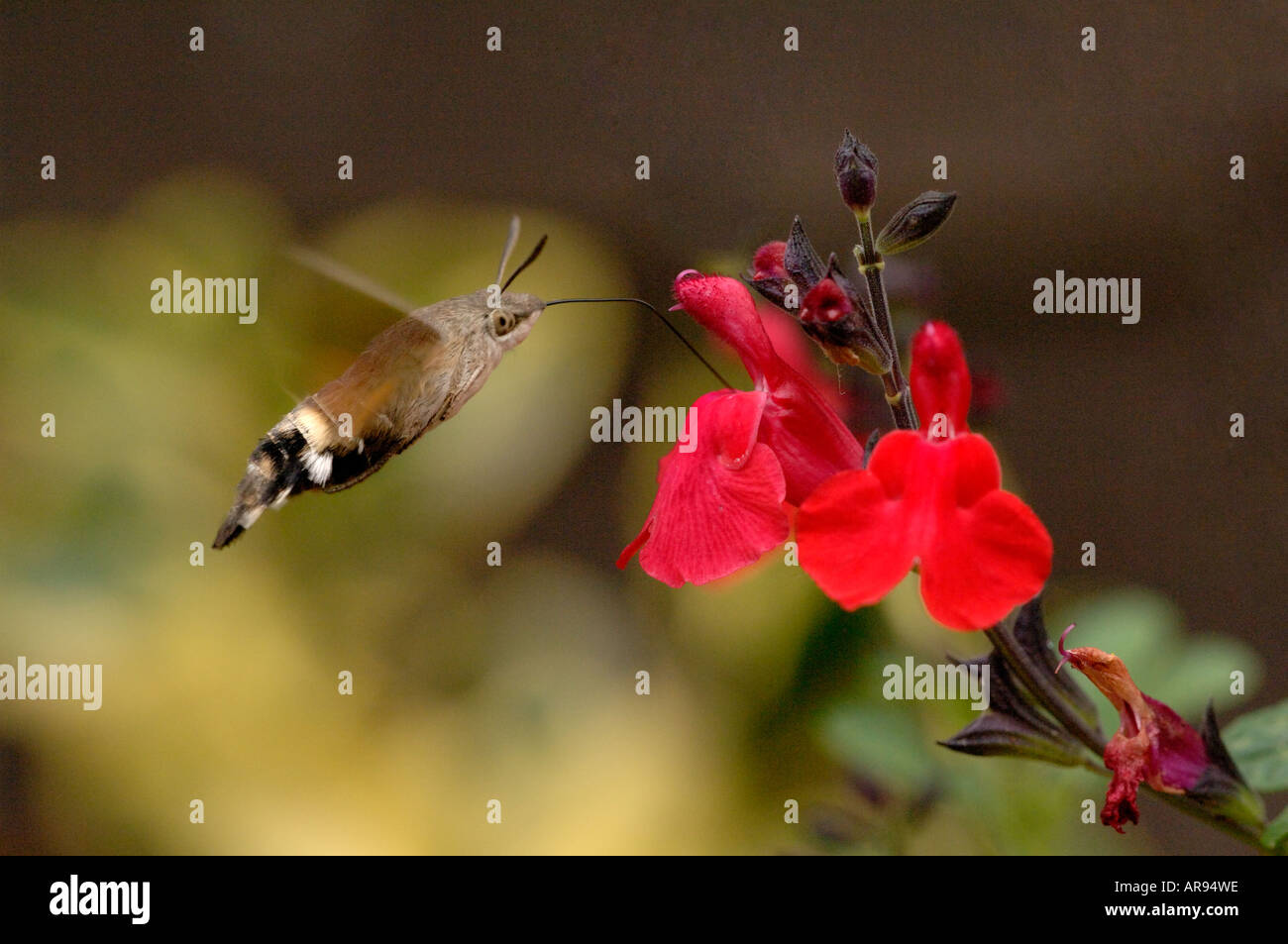 Hummingbird moth uk hi-res stock photography and images - Alamy