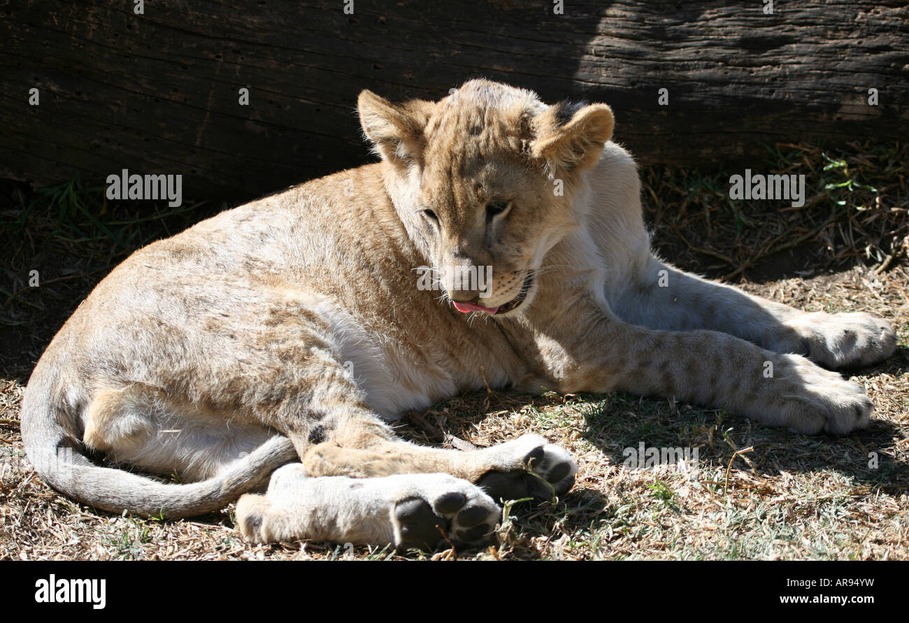 Lion cub resting in the sun Stock Photo - Alamy