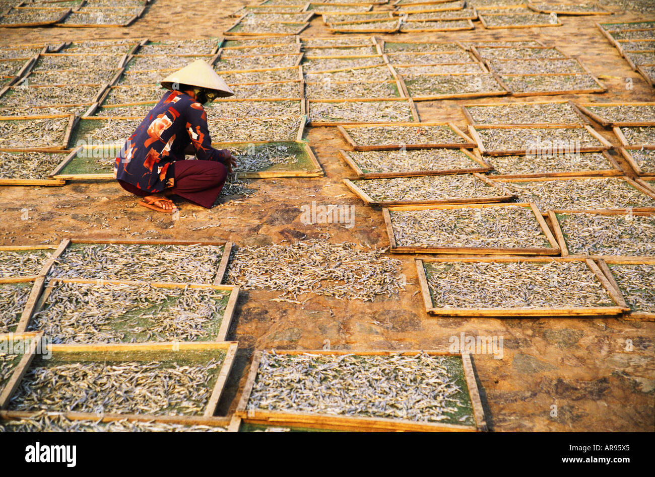 Vietnam, Woman Putting Fish On Racks Stock Photo - Alamy