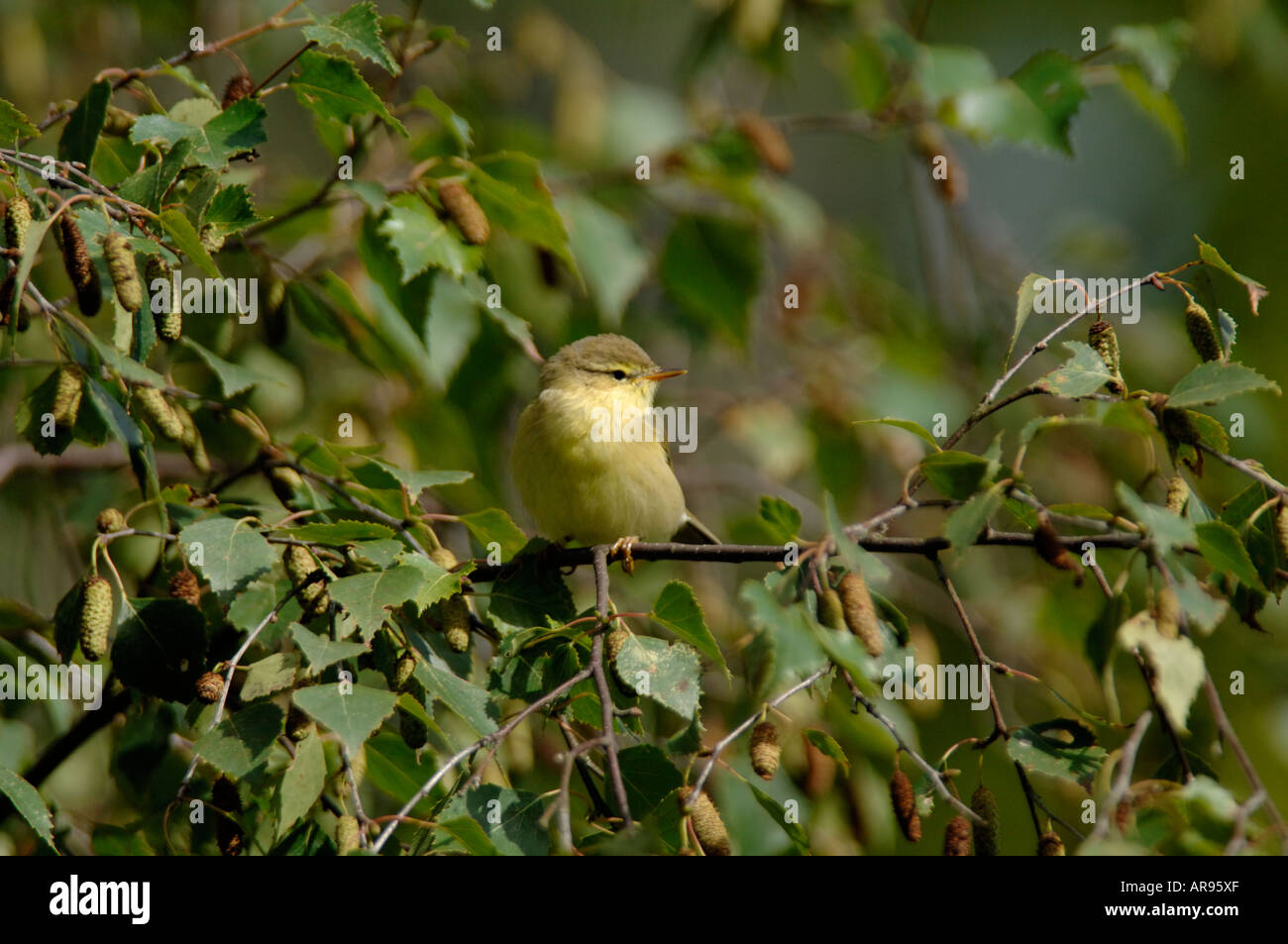 Foraging for insects hi-res stock photography and images - Alamy
