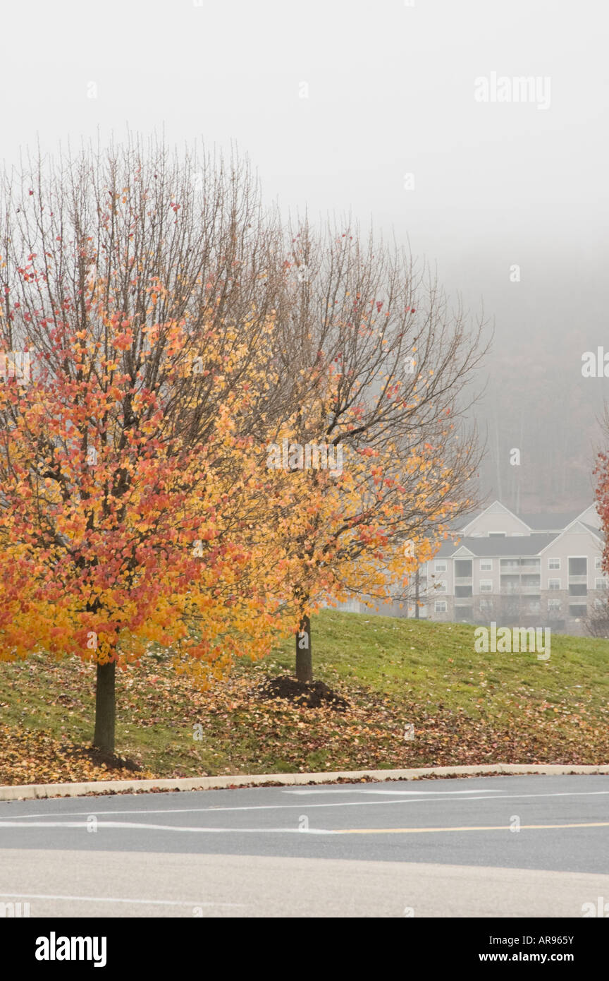Colorful fall maple trees, half-defoliated, leaves fallen on a foggy ...