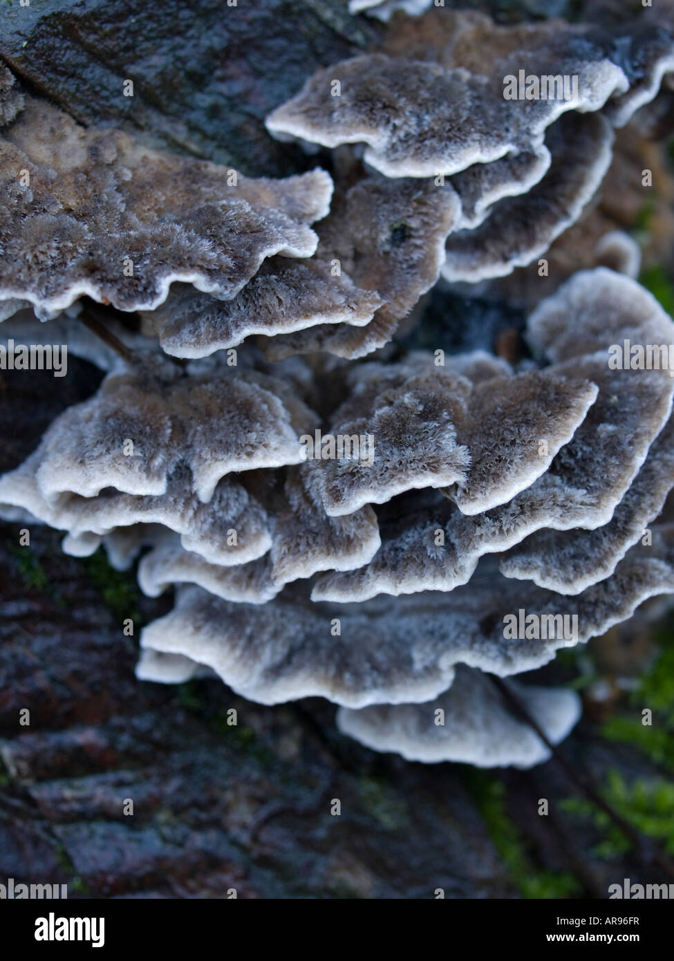 Layers of fungus hi-res stock photography and images - Alamy