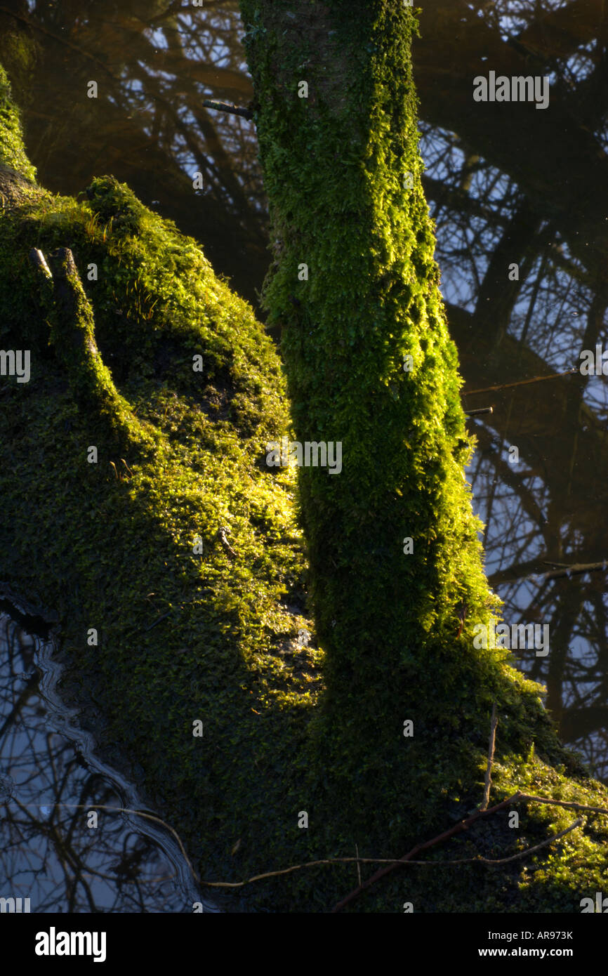 Moss water puddle pond High Resolution Stock Photography and Images - Alamy