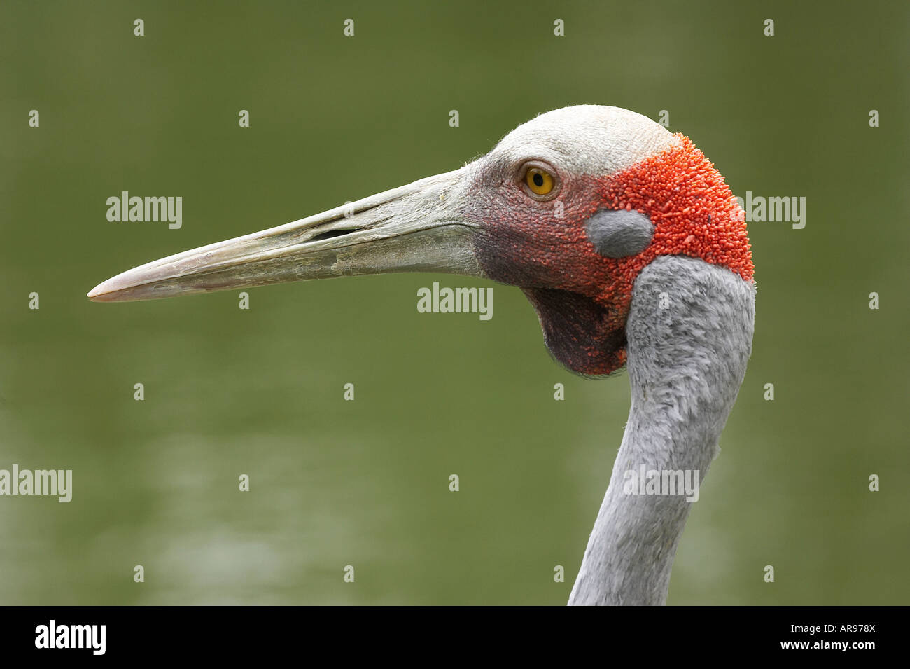 Brolga Queensland Australia High Resolution Stock Photography and ...