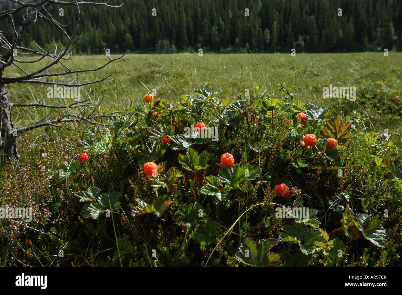 Cloudberry - Rubus chamaemorus is a flowering plant in the rose family ...