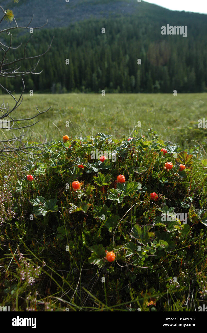 Cloudberry - Rubus chamaemorus is a flowering plant in the rose family ...